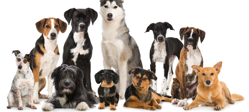 Modern K9 Training – Have More Fun With Your Dog