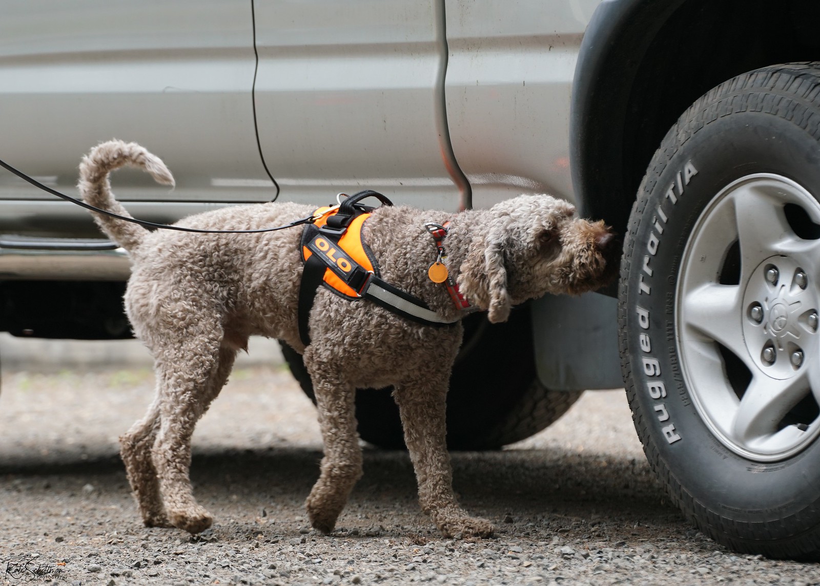 Modern K9 Training – Have More Fun With Your Dog